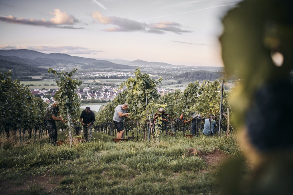 Weingut Moosmann: Tradition und Innovation im Breisgau