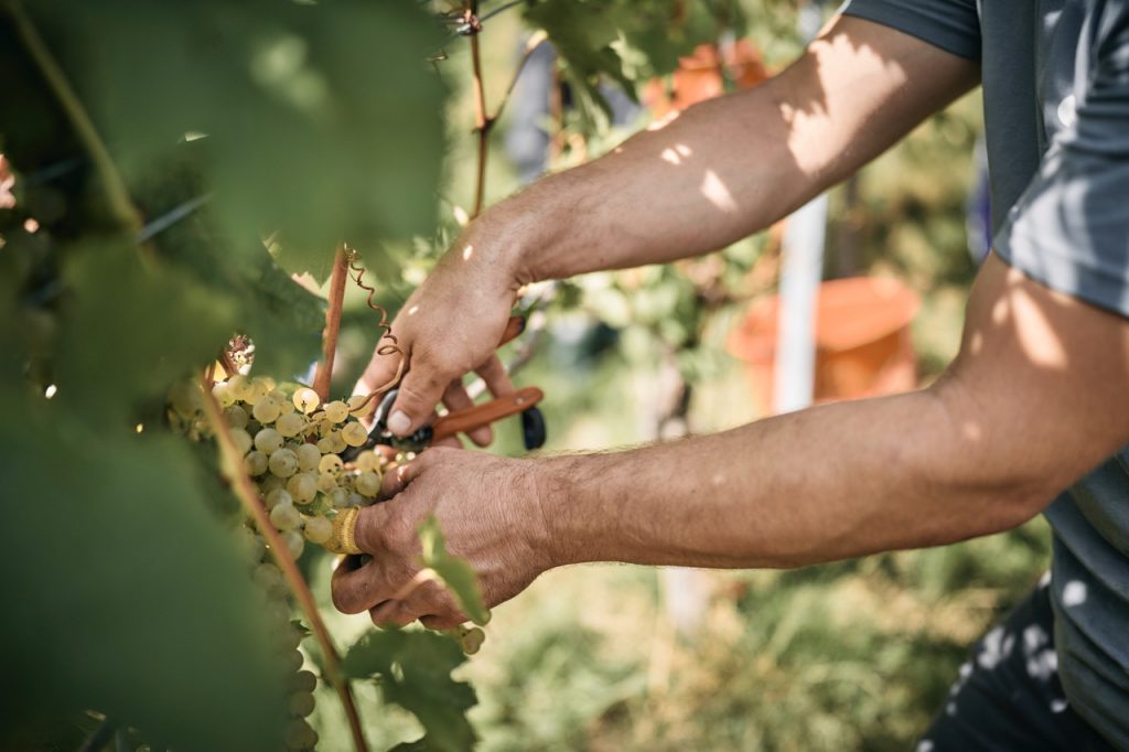 Badischer Winzerkeller | Spitzenweine aus Breisgau