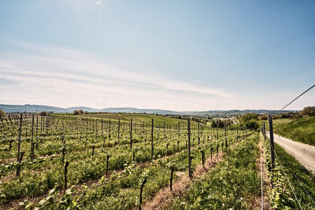 Weingut Moosmann: Tradition und Innovation im Breisgau