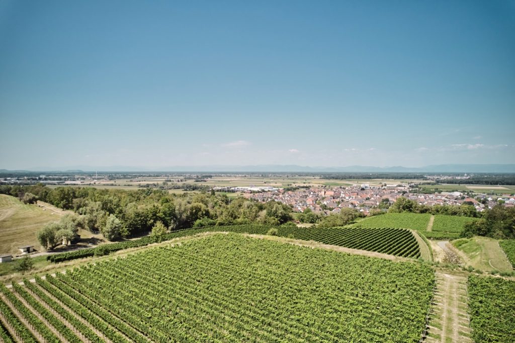 Weingut Moosmann: Tradition und Innovation im Breisgau