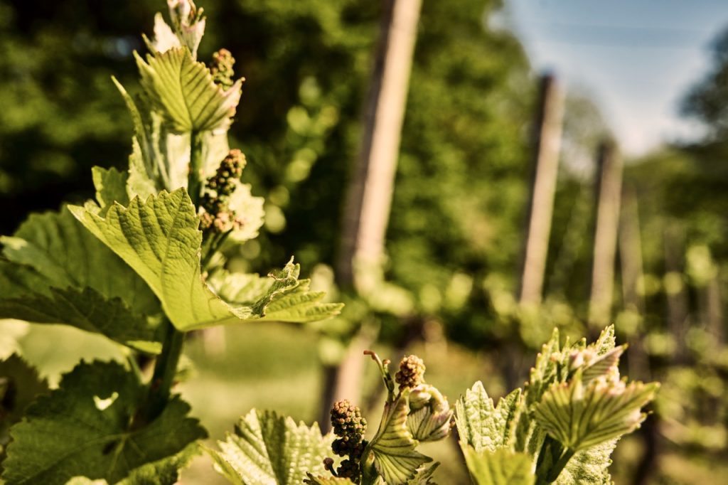 Badischer Winzerkeller | Spitzenweine aus Breisgau