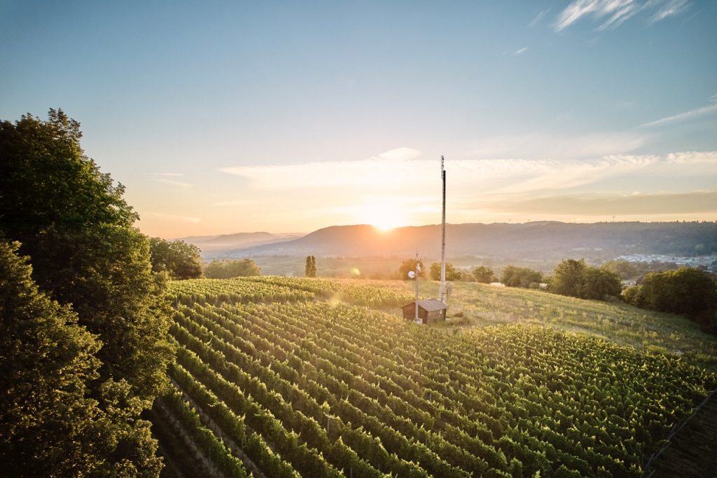 Weingut Moosmann: Tradition und Innovation im Breisgau