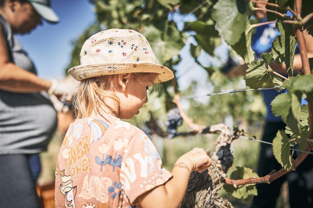 Weingut Moosmann: Tradition und Innovation im Breisgau